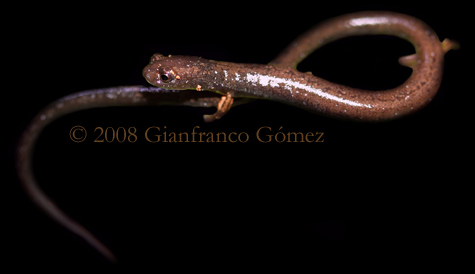 Salamanders (Plethodontidae) - The Night Tour - Drake Bay, Costa Rica